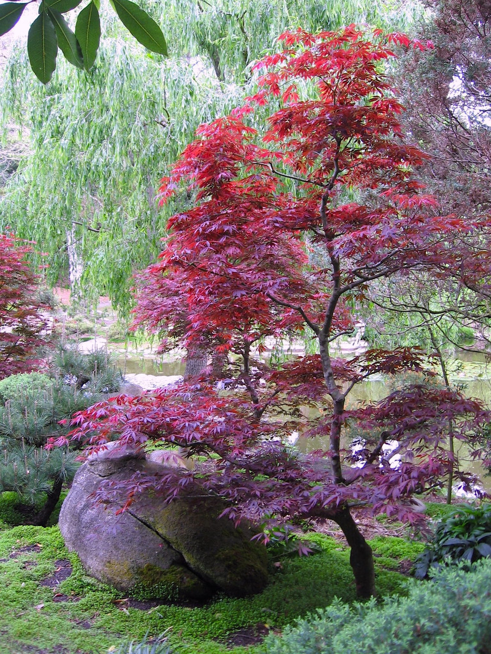Dwarf Japanese Maples - Great for Containers and Small Areas ...