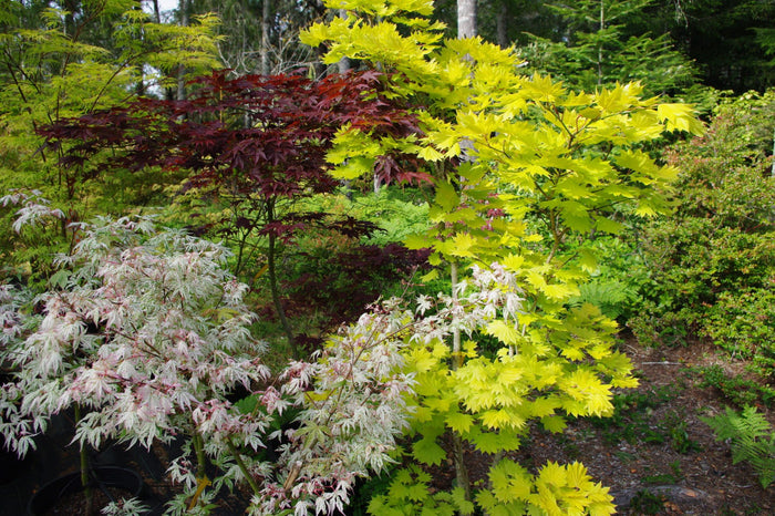 Japanese Maple Tree Varieties – Page 4 – Mendocino Maples Nursery