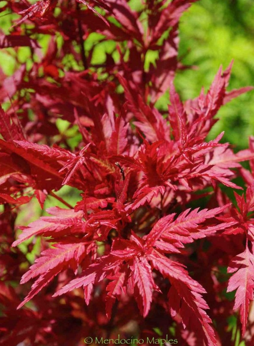 Red Leaf Japanese Maples – Mendocino Maples Nursery