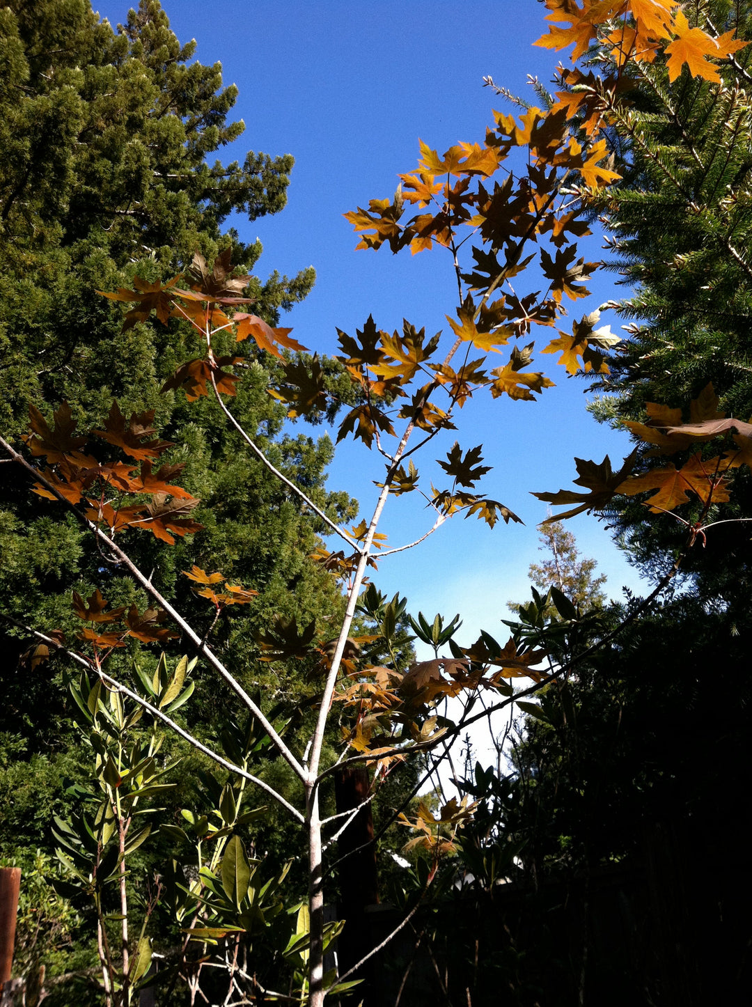Collections – Mendocino Maples Nursery