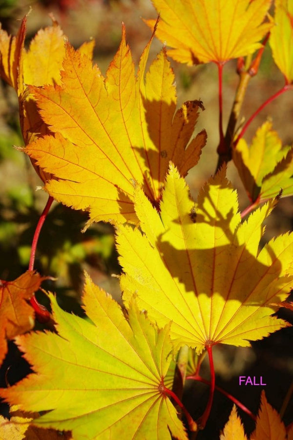 Full Moon Maple – Mendocino Maples Nursery