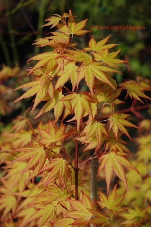 Buy Japanese Maple Trees Online | Mendocino Maples Nursery