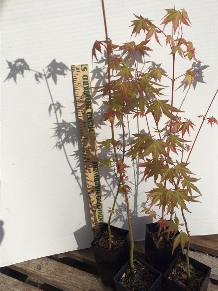 Japanese Maple bonsai starts – Mendocino Maples Nursery