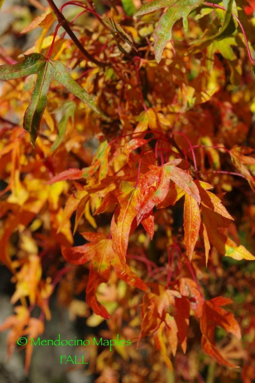 Abigail Rose – Mendocino Maples Nursery