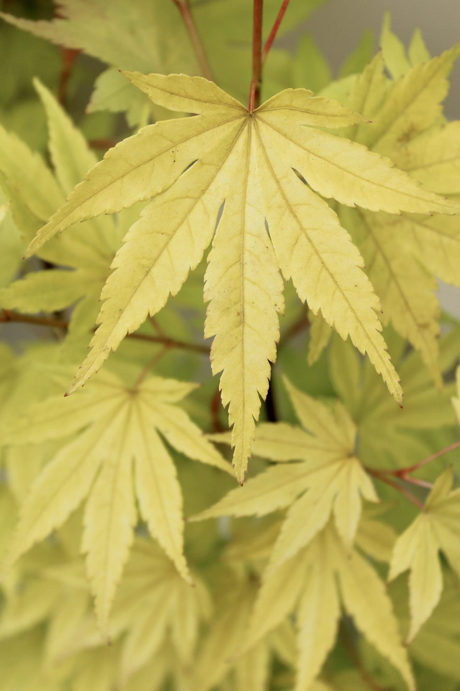Buy Japanese Maple Trees Online | Mendocino Maples Nursery