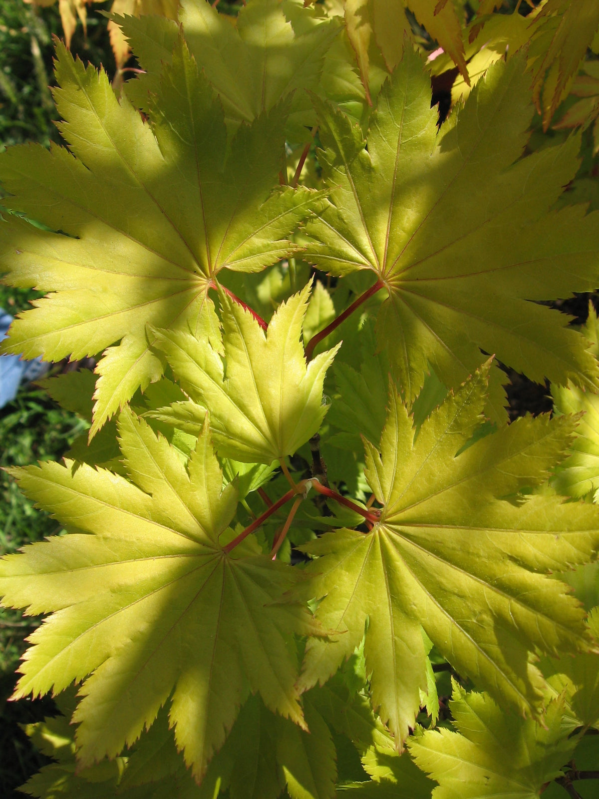 Full Moon Maple – Mendocino Maples Nursery