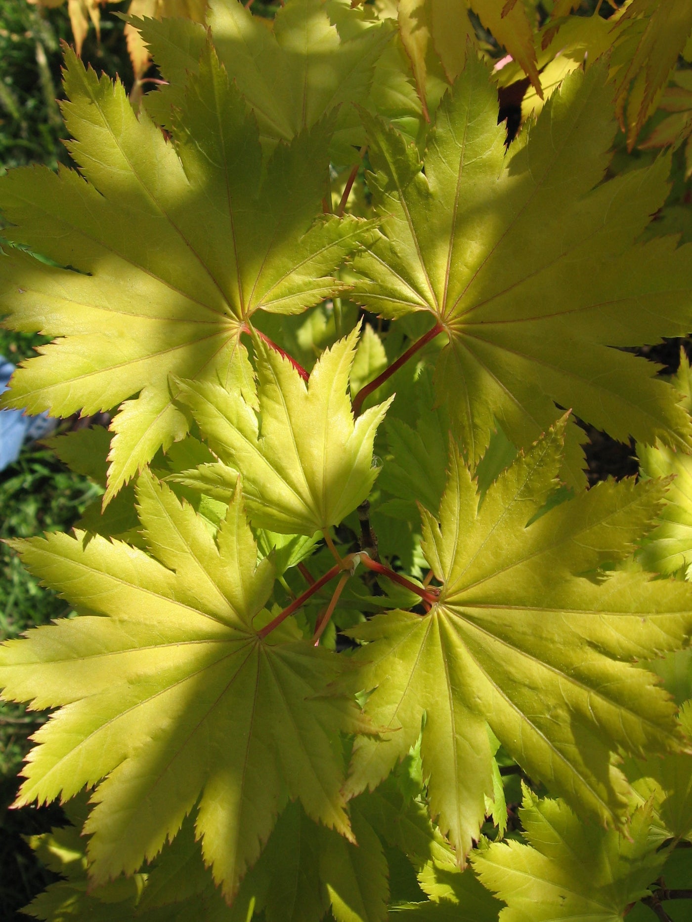 Full Moon Maple – Mendocino Maples Nursery