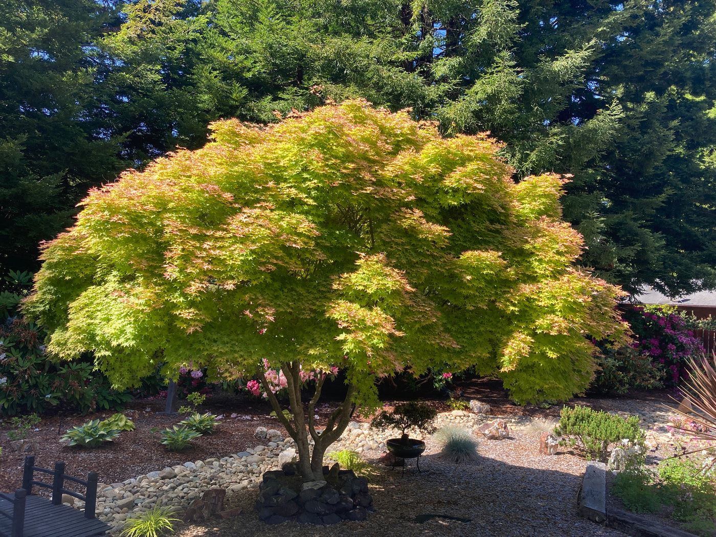Mendocino Maples Nursery