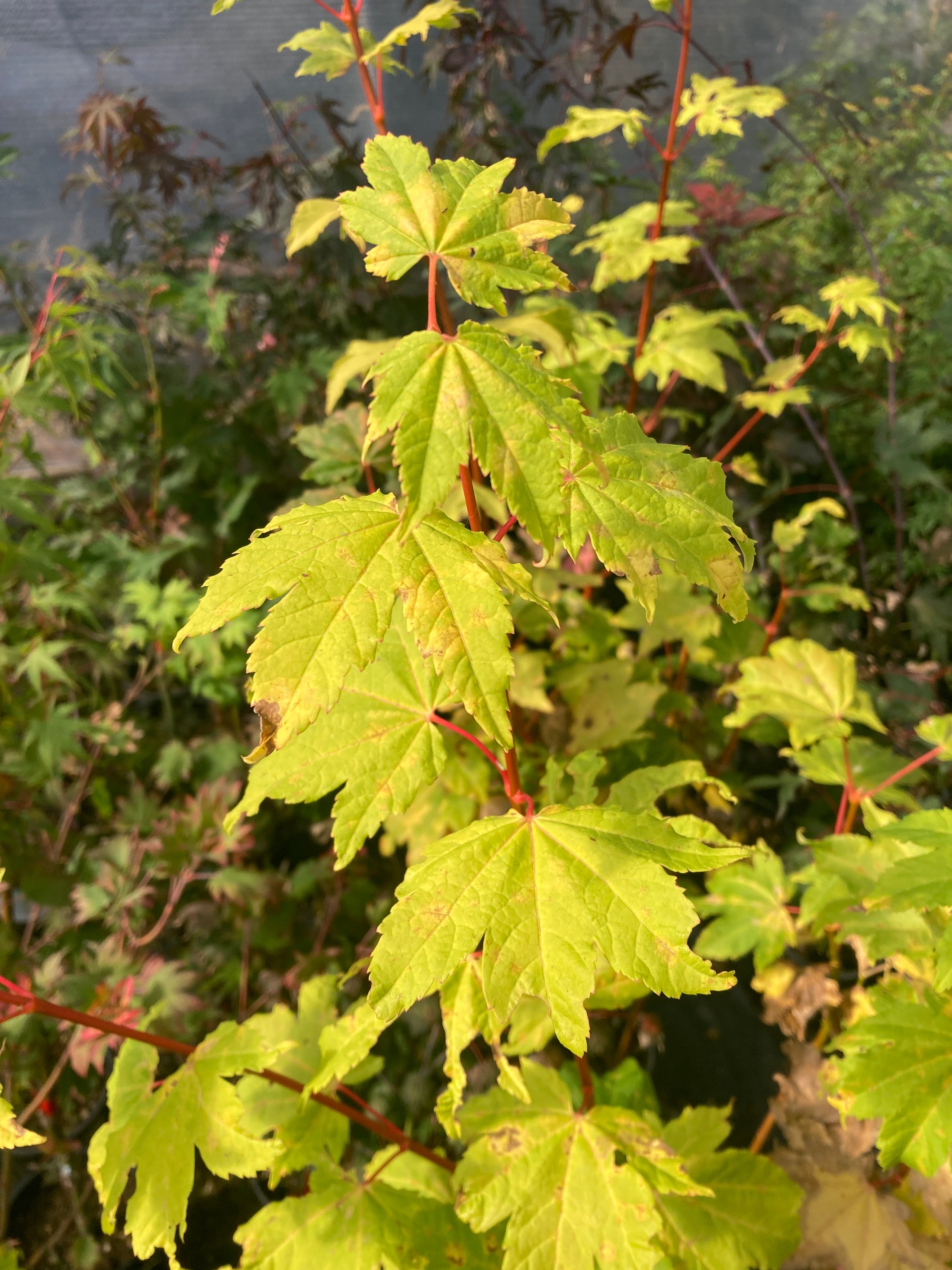 Mendocino Maples Nursery