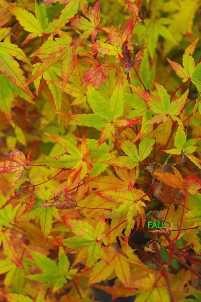 Winter Flame – Mendocino Maples Nursery