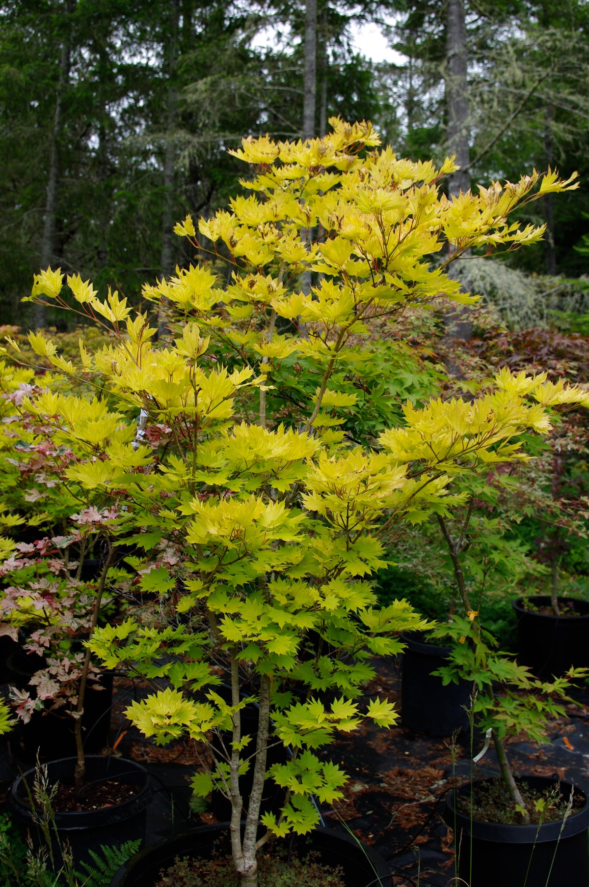 Full Moon Maple – Mendocino Maples Nursery
