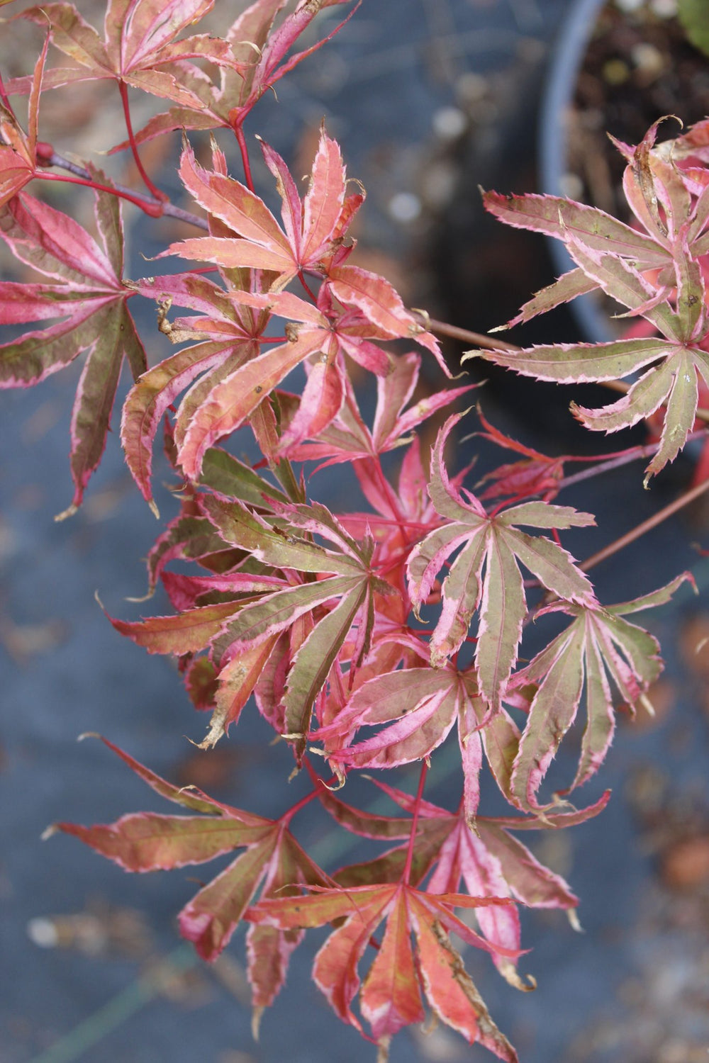Shirazz – Mendocino Maples Nursery