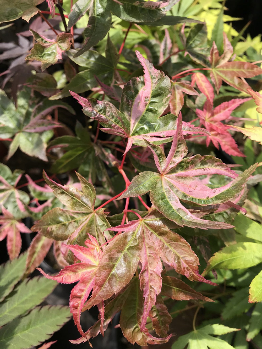 Mendocino Maples Nursery