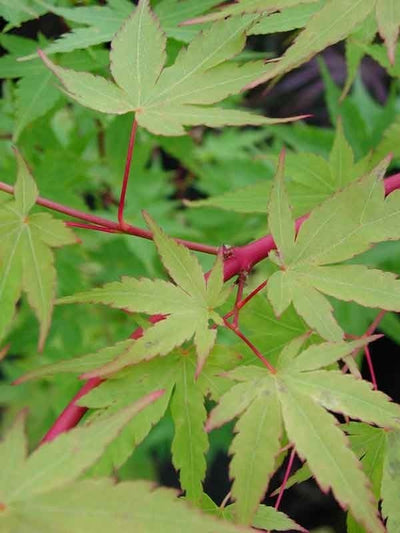 Winter Flame – Mendocino Maples Nursery